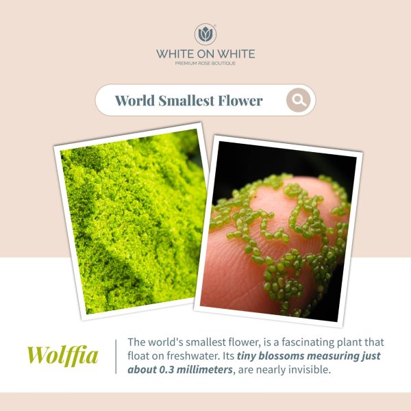 The Truth about Wolffia Plant being the Smallest Plant in the World