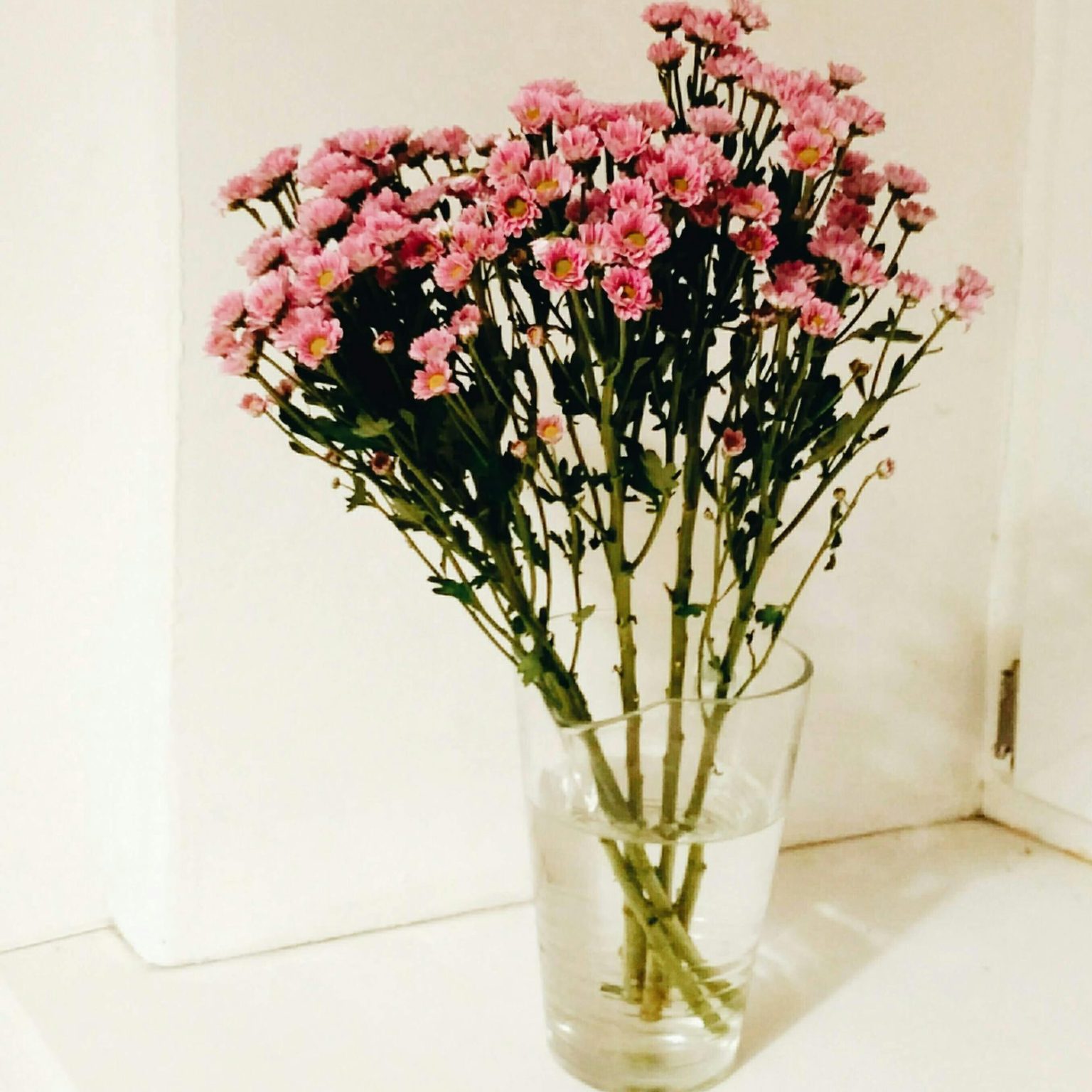 The Truth about Wolffia Plant being the Smallest Plant in the World