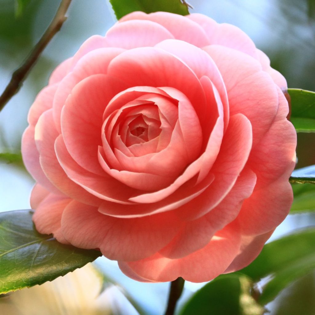 What Flowers Match With Your MBTI Personality Type?