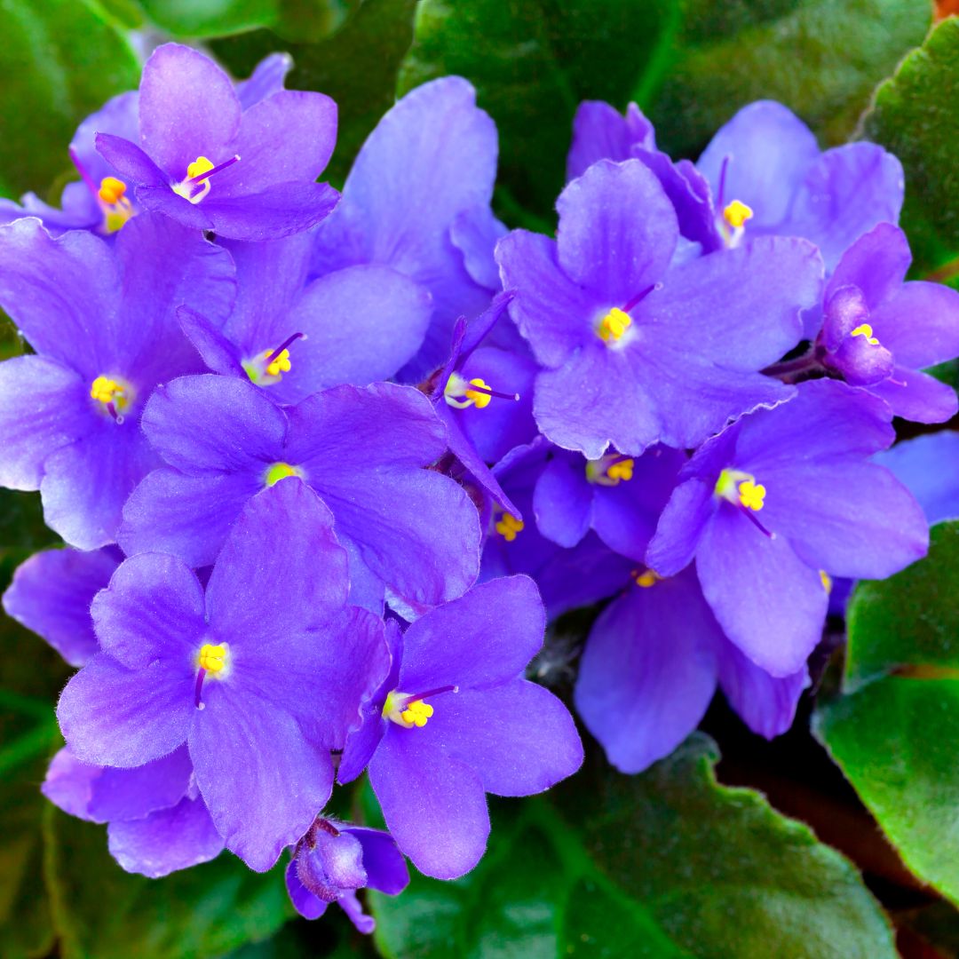 What Flowers Match With Your MBTI Personality Type?