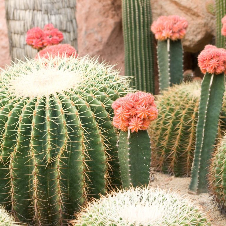 What Flowers Match With Your MBTI Personality Type?